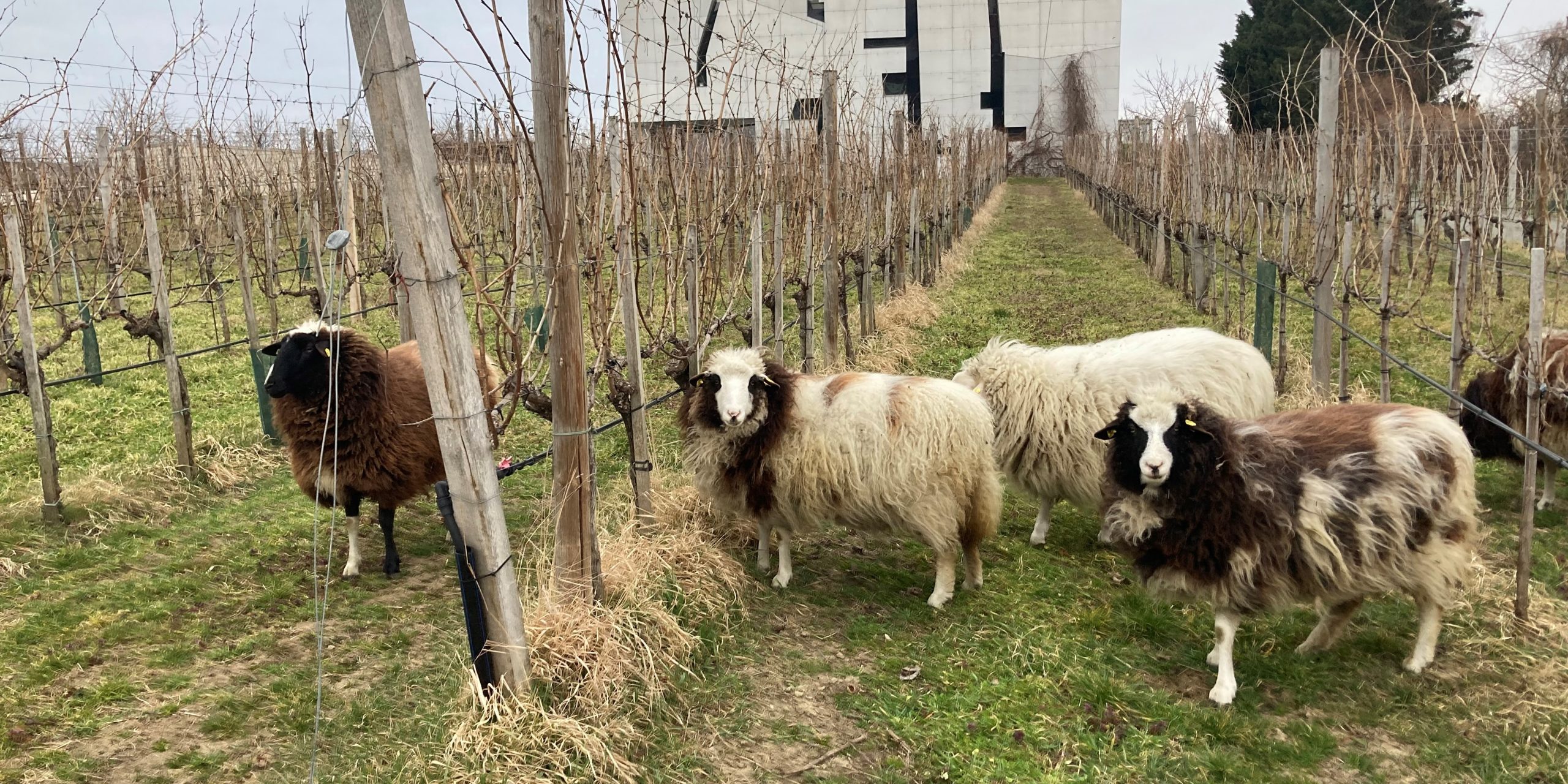 The sheep are back in the vineyard – Weingut Steininger